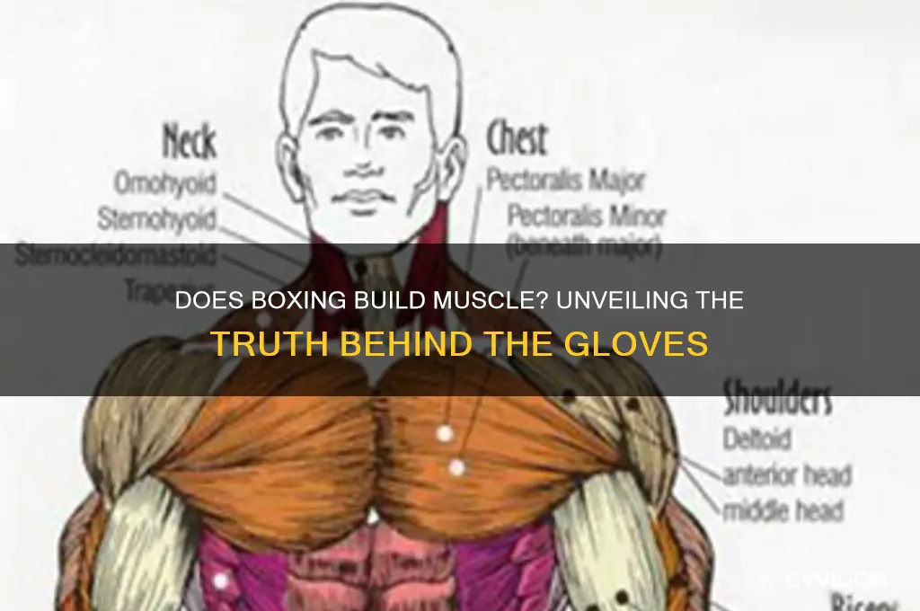 Does Boxing Build Muscle? Unveiling The Truth Behind The Gloves | CyVigor