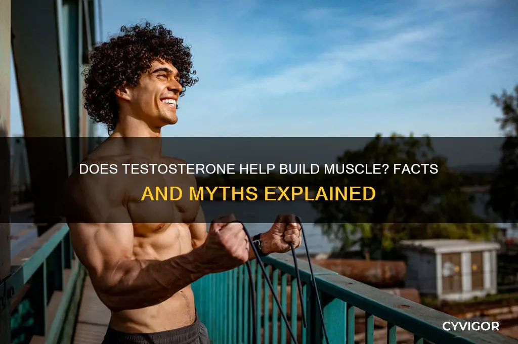 Does Testosterone Help Build Muscle? Facts And Myths Explained | CyVigor