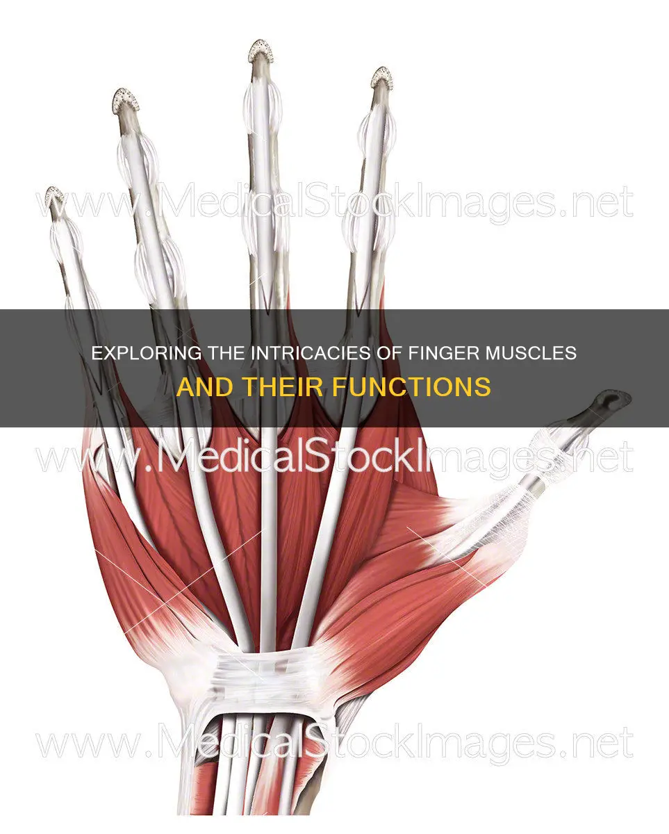 Exploring The Intricacies Of Finger Muscles And Their Functions | CyVigor