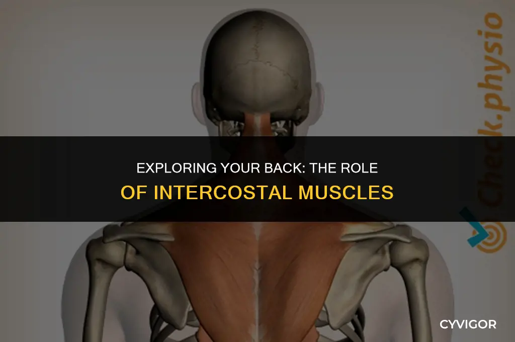 Exploring Your Back: The Role Of Intercostal Muscles | CyVigor