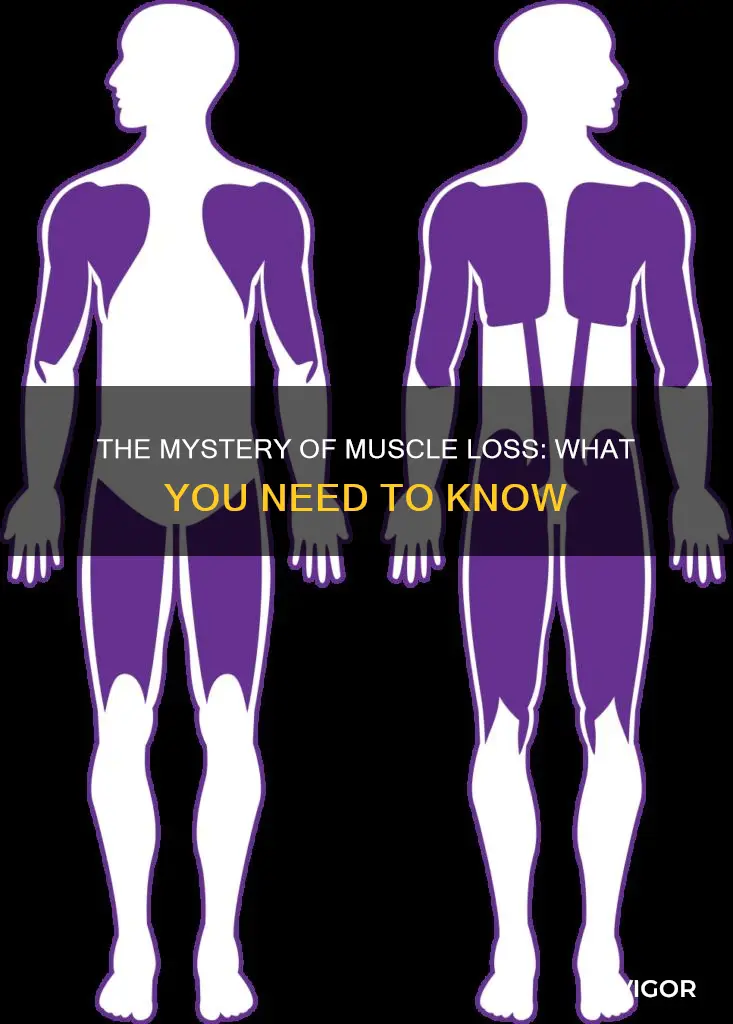 The Mystery Of Muscle Loss: What You Need To Know | CyVigor