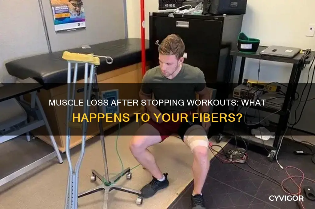 Muscle Loss After Stopping Workouts: What Happens To Your Fibers? | CyVigor