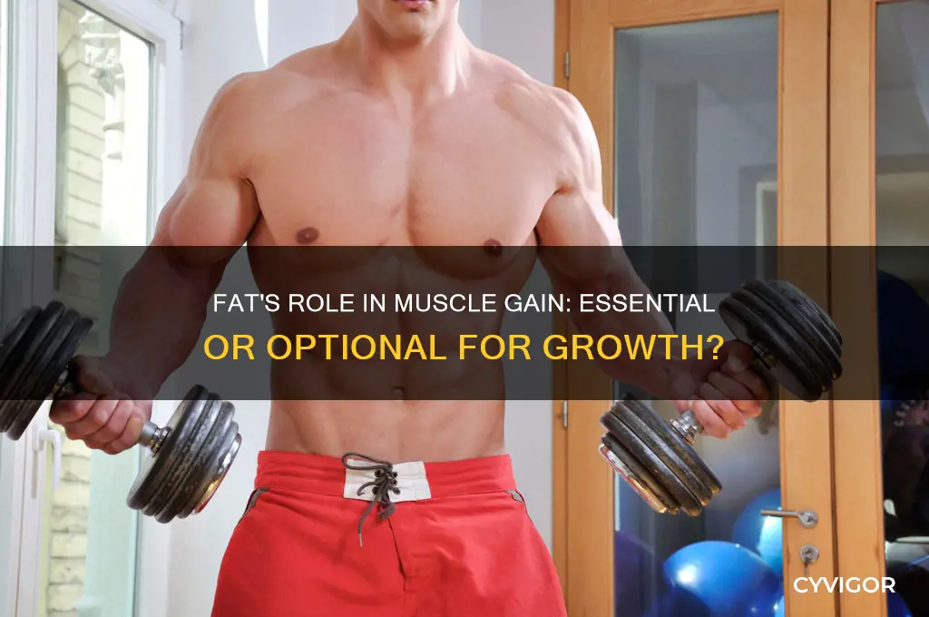 Fat's Role In Muscle Gain: Essential Or Optional For Growth? | CyVigor