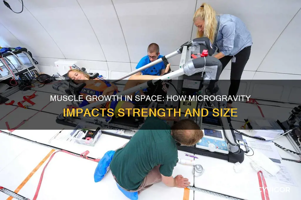 Muscle Growth In Space: How Microgravity Impacts Strength And Size ...