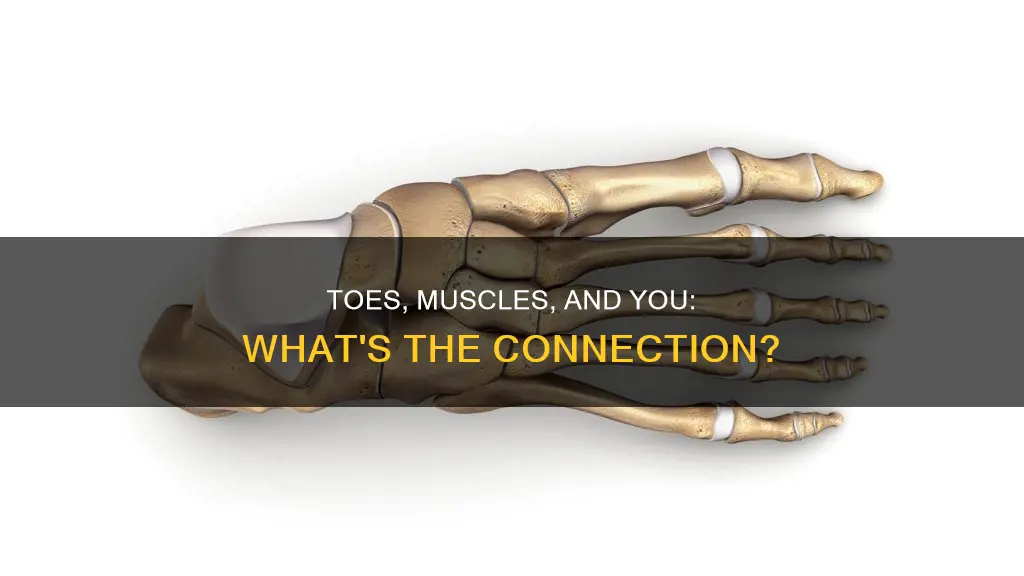 Toes, Muscles, And You: What's The Connection? | CyVigor