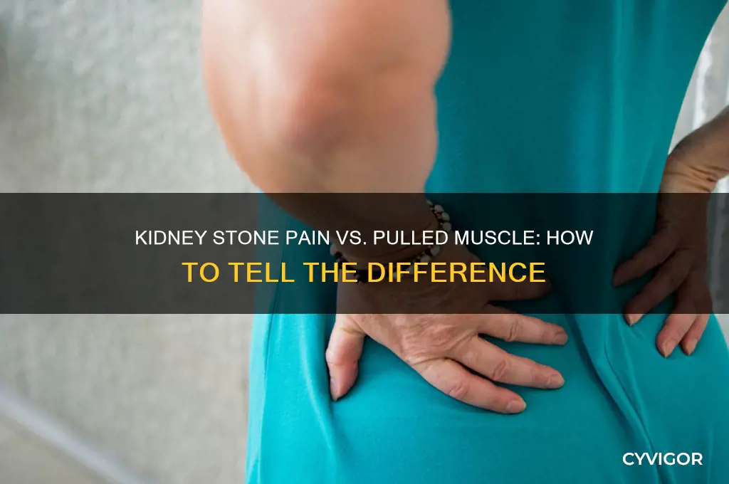 Kidney Stone Pain Vs. Pulled Muscle: How To Tell The Difference | CyVigor