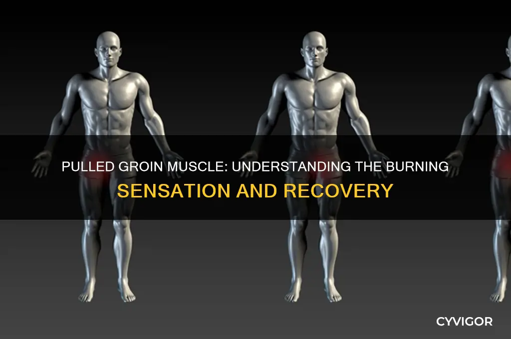 Pulled Groin Muscle: Understanding The Burning Sensation And Recovery ...