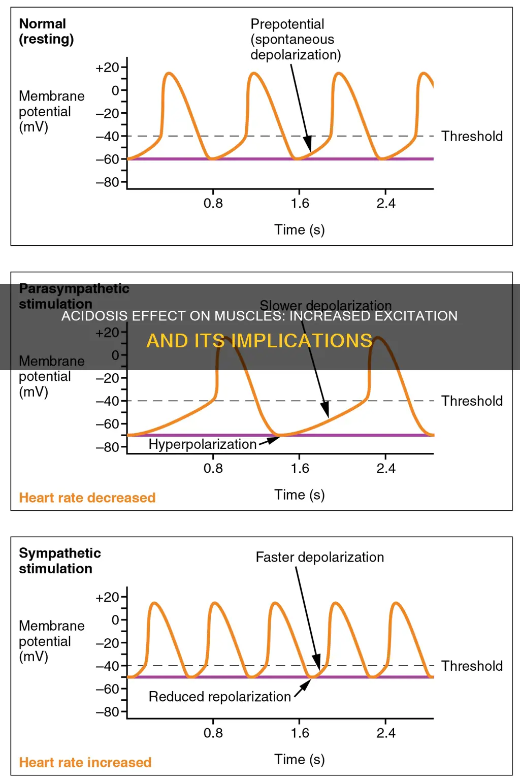 Acidosis Effect On Muscles: Increased Excitation And Its Implications ...