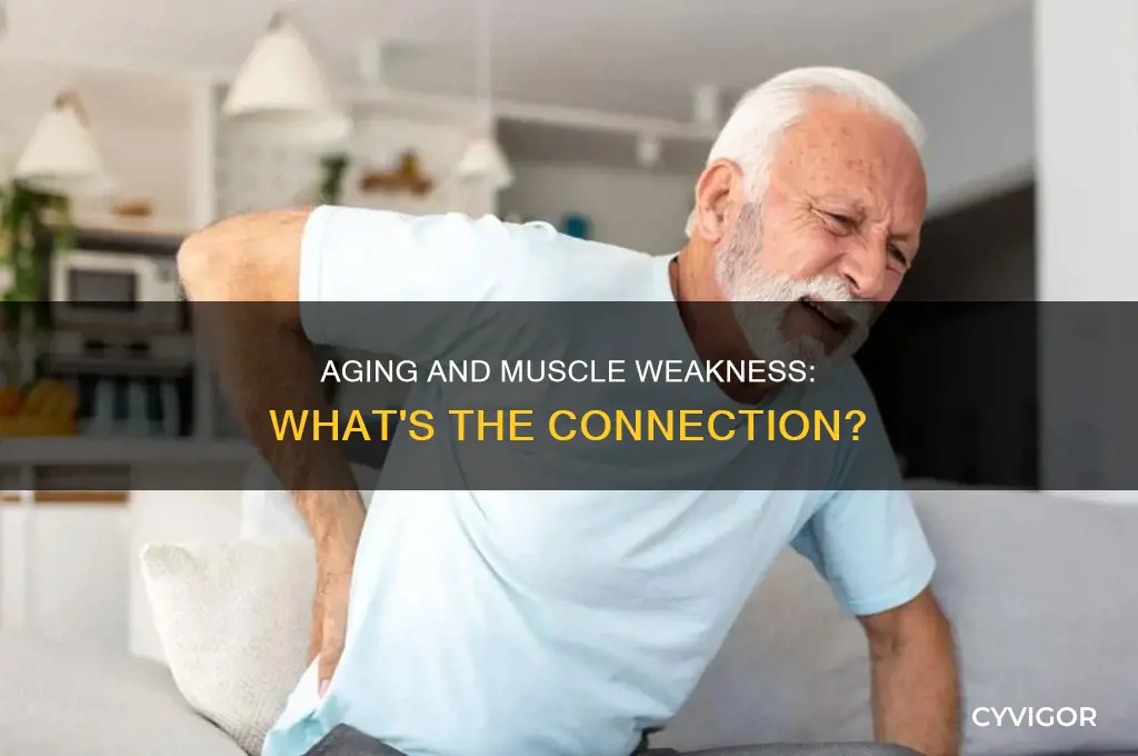 Aging And Muscle Weakness: What's The Connection? | CyVigor