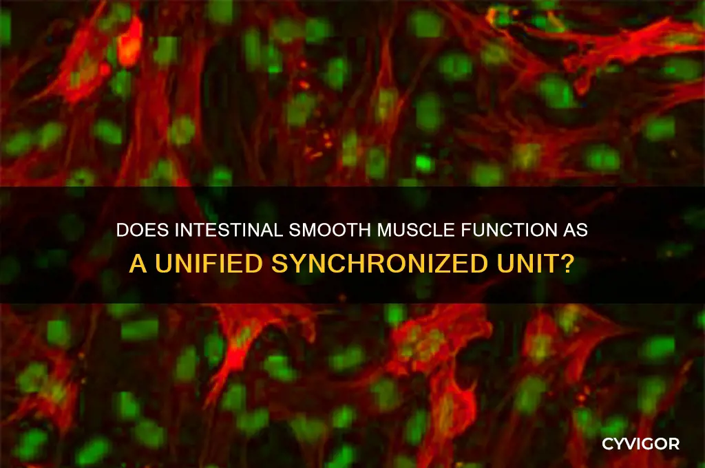 Does Intestinal Smooth Muscle Function As A Unified Synchronized Unit ...