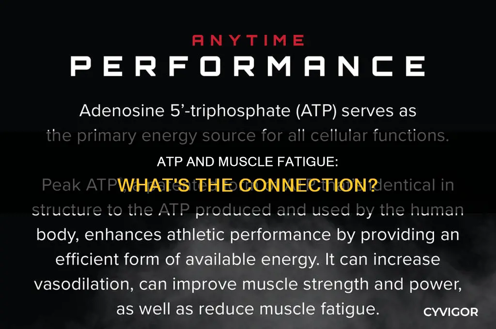 Atp And Muscle Fatigue: What's The Connection? | CyVigor