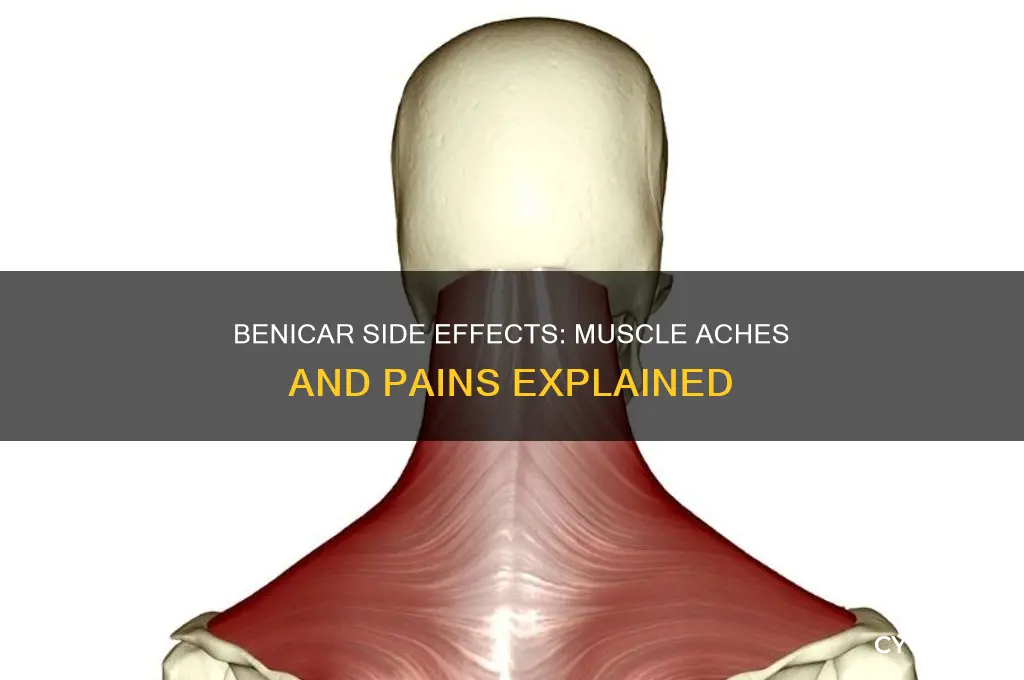Benicar Side Effects: Muscle Aches And Pains Explained | CyVigor