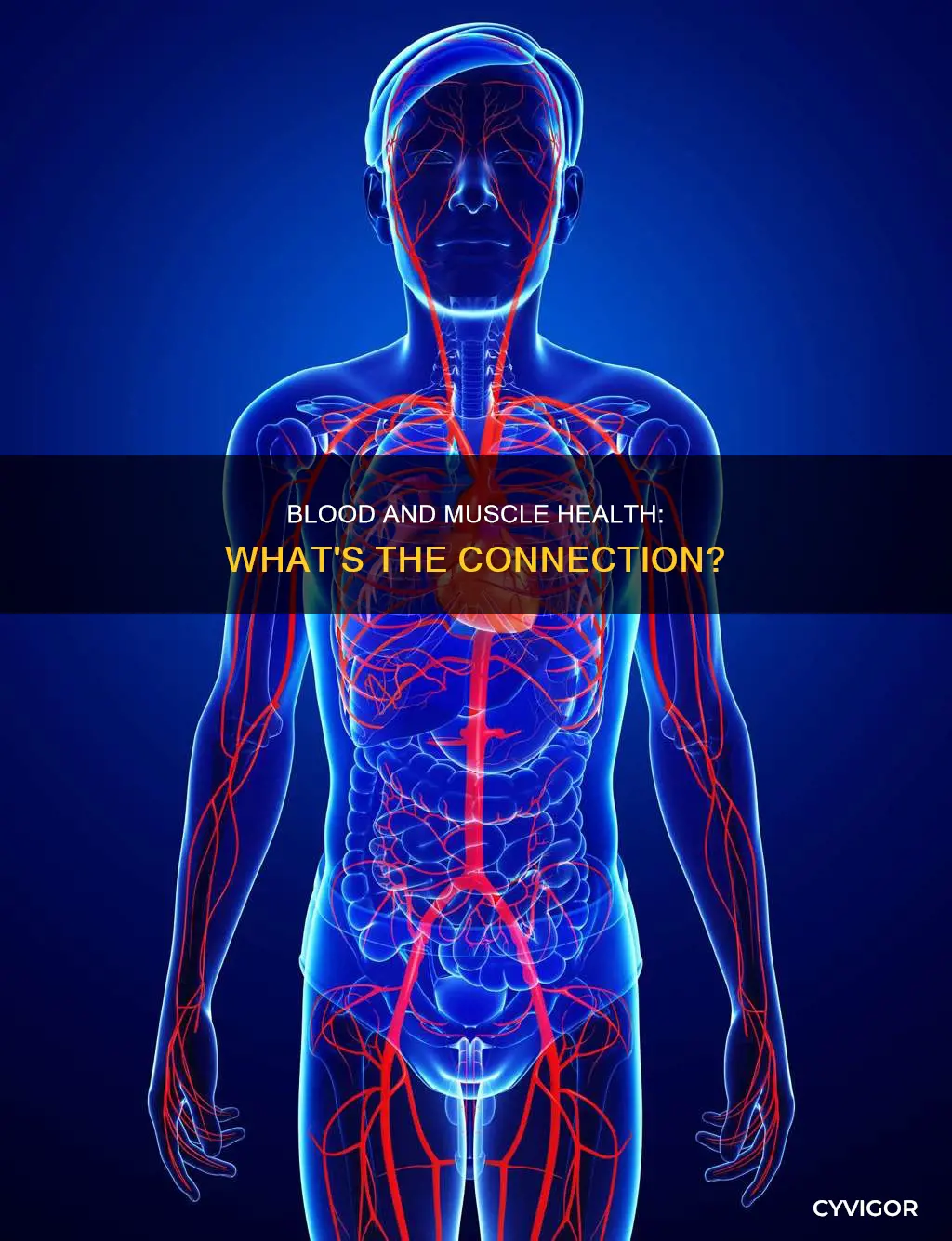 Blood And Muscle Health: What's The Connection? | CyVigor