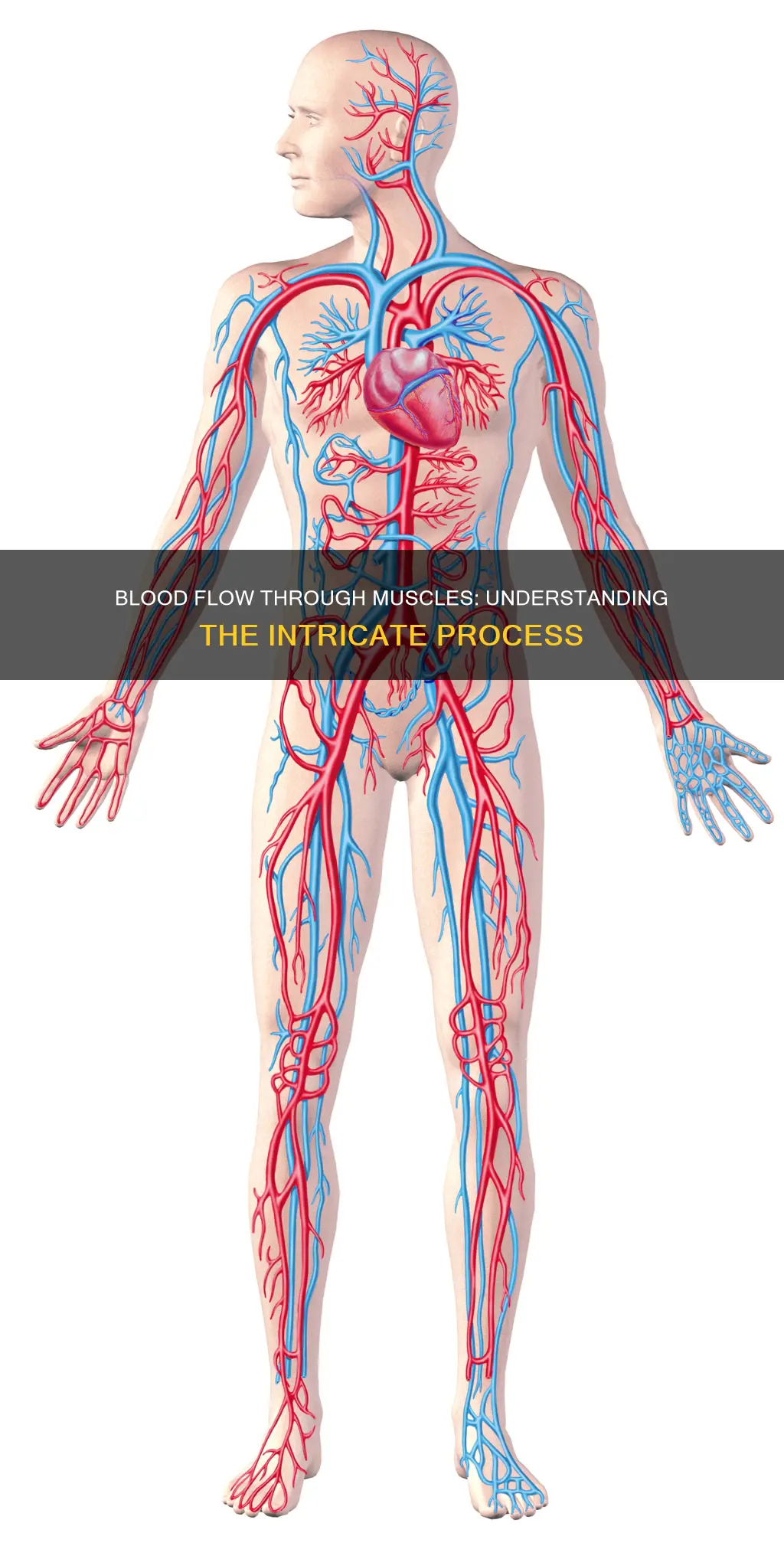 Blood Flow Through Muscles: Understanding The Intricate Process | CyVigor