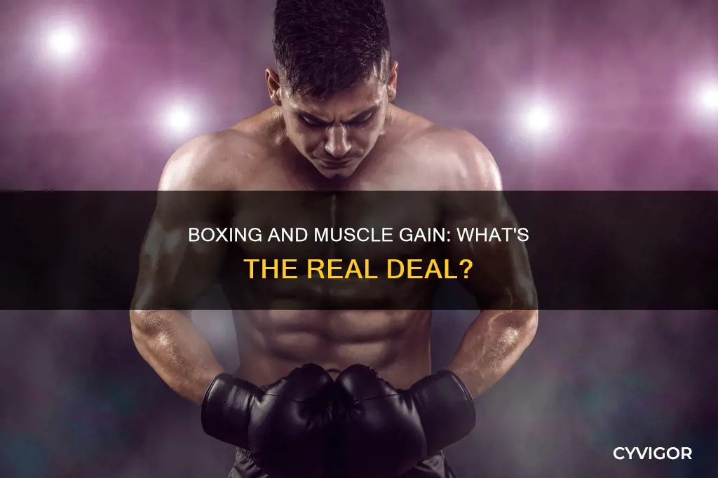 Boxing And Muscle Gain: What's The Real Deal? | CyVigor