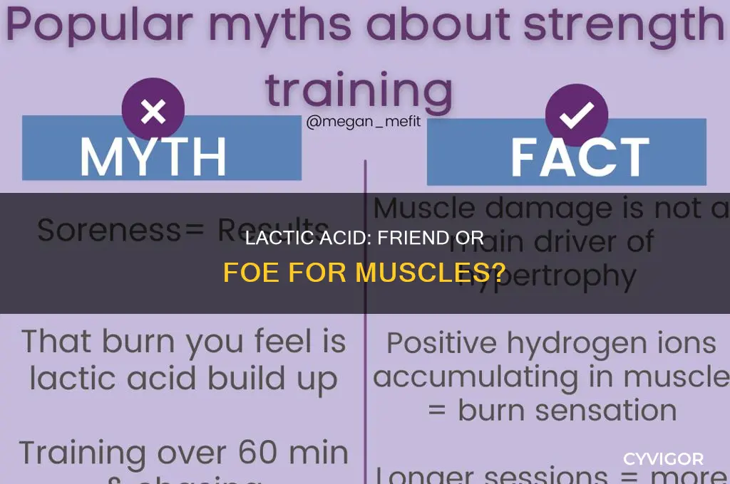 Lactic Acid: Friend Or Foe For Muscles? | CyVigor
