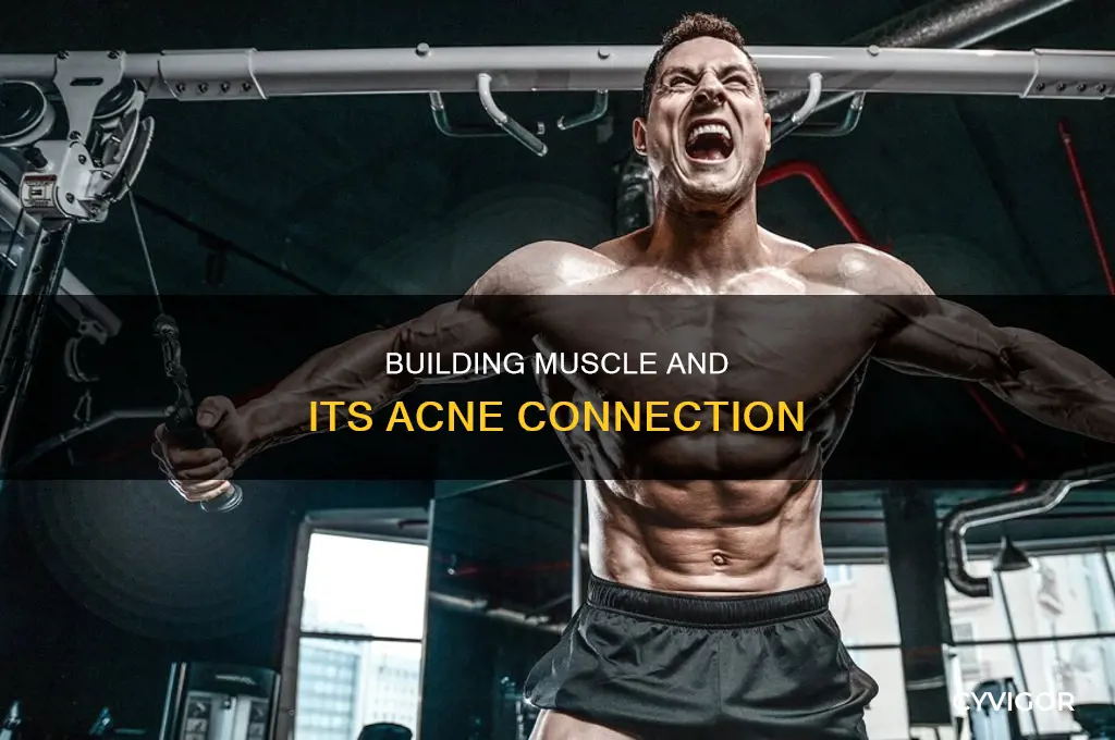 Building Muscle And Its Acne Connection | CyVigor