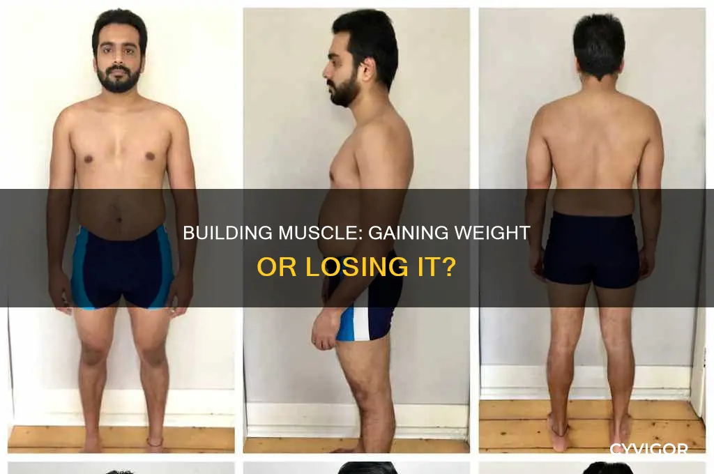 Building Muscle: Gaining Weight Or Losing It? | CyVigor