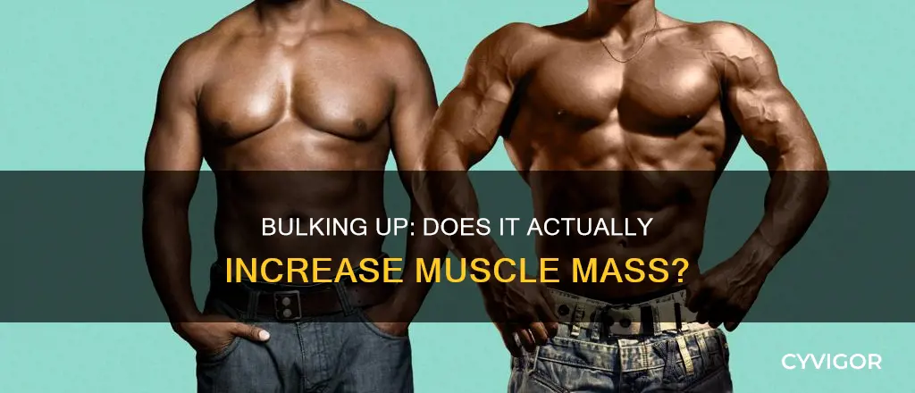 Bulking Up: Does It Actually Increase Muscle Mass? | CyVigor