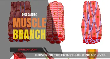 The Cardiac Muscle's Mitochondria: An Energy Powerhouse? | CyVigor