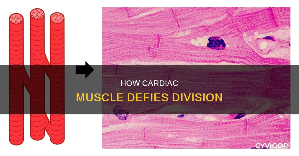How Cardiac Muscle Defies Division | CyVigor
