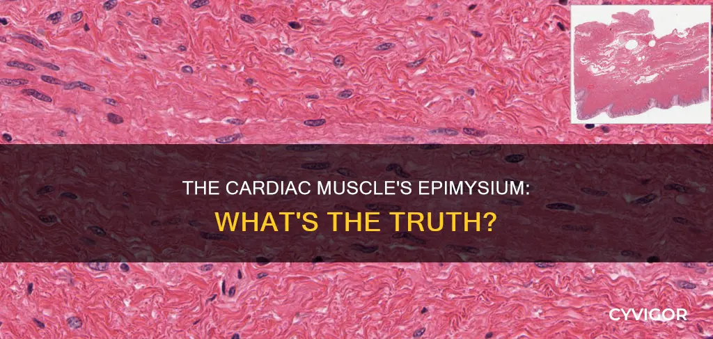 The Cardiac Muscle's Epimysium: What's The Truth? | CyVigor