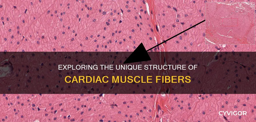 Exploring The Unique Structure Of Cardiac Muscle Fibers | CyVigor