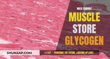 Cardiac Muscle Composition: Fascicles And More | CyVigor