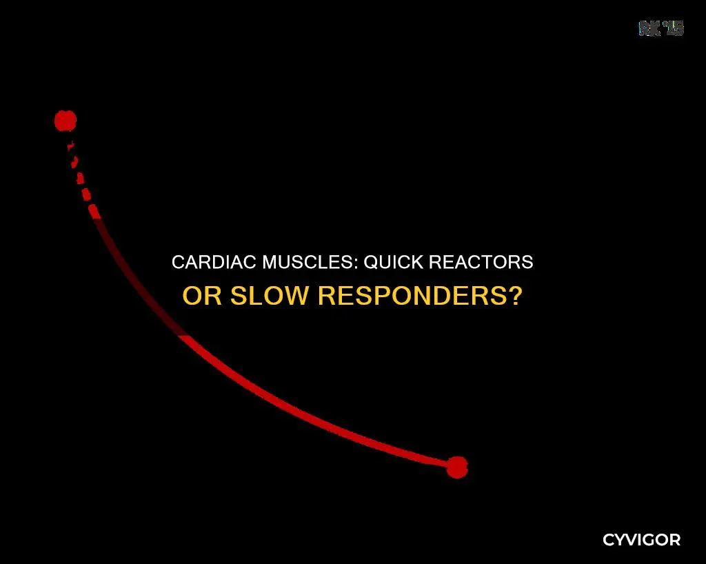 Cardiac Muscles: Quick Reactors Or Slow Responders? | CyVigor