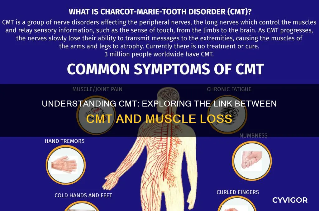 Understanding Cmt: Exploring The Link Between Cmt And Muscle Loss | CyVigor
