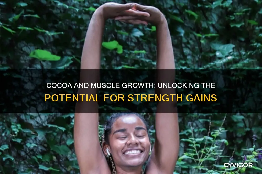 Cocoa And Muscle Growth: Unlocking The Potential For Strength Gains ...