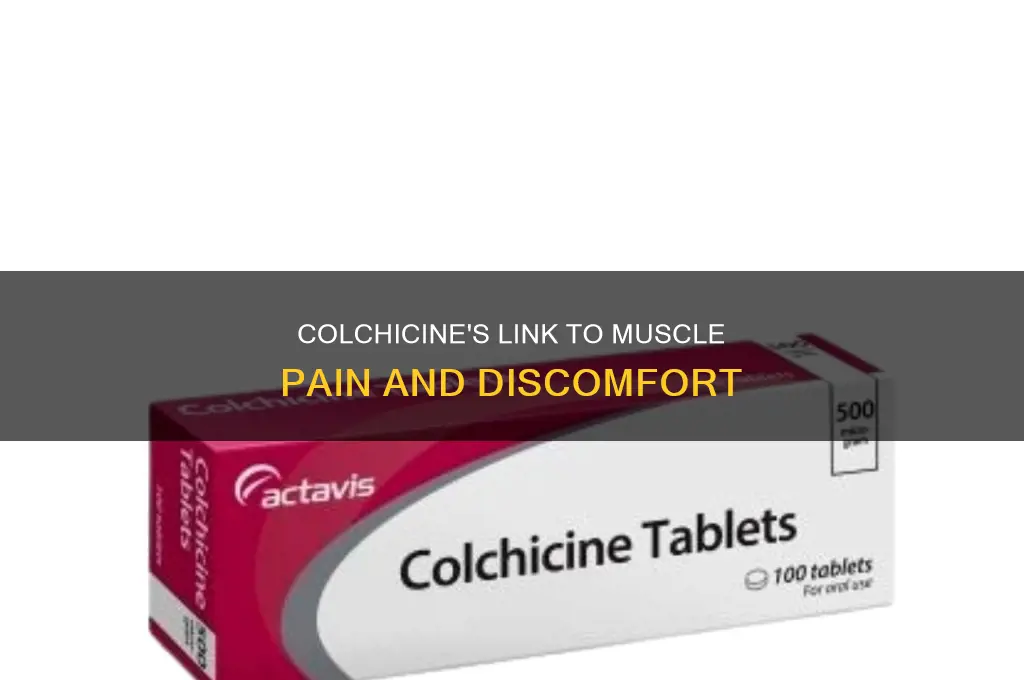 Colchicine's Link To Muscle Pain And Discomfort | CyVigor