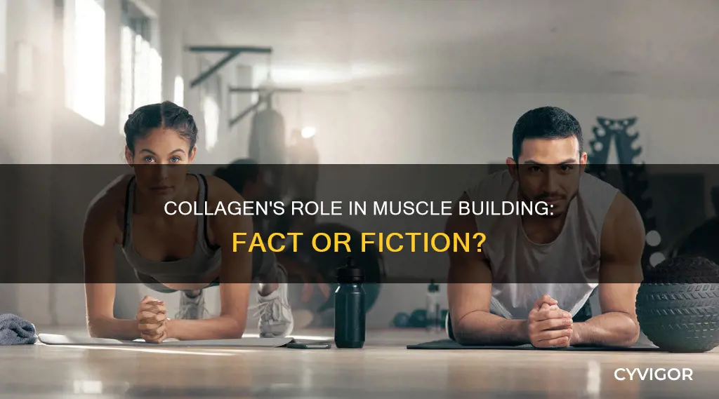 Collagen's Role In Muscle Building: Fact Or Fiction? | CyVigor