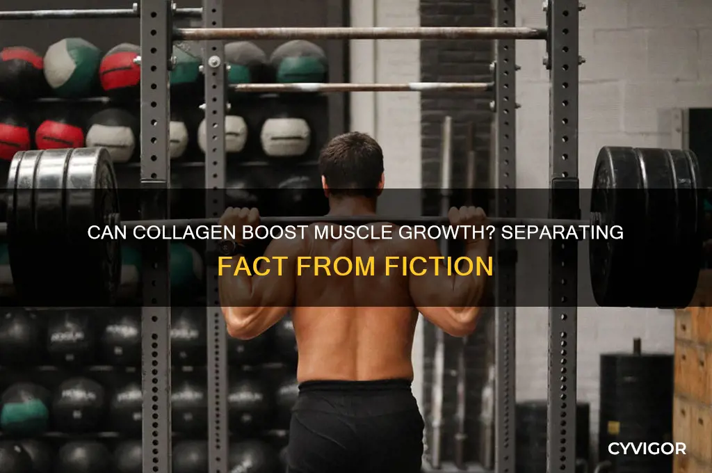 Can Collagen Boost Muscle Growth? Separating Fact From Fiction | CyVigor