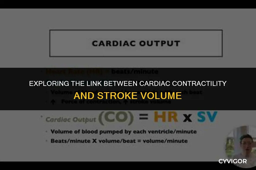 Exploring The Link Between Cardiac Contractility And Stroke Volume ...