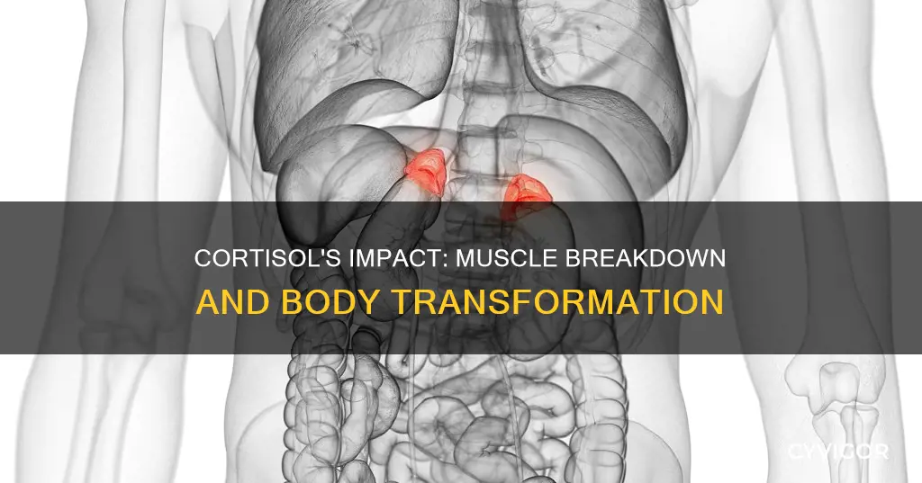 Cortisol's Impact: Muscle Breakdown And Body Transformation | CyVigor