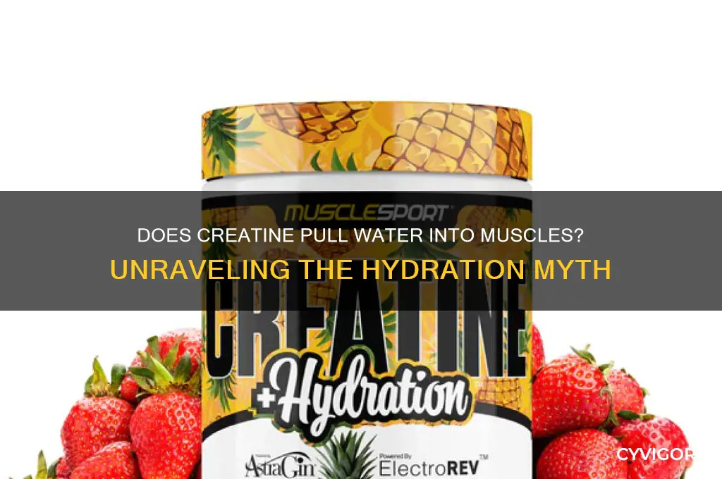 Does Creatine Pull Water Into Muscles? Unraveling The Hydration Myth ...
