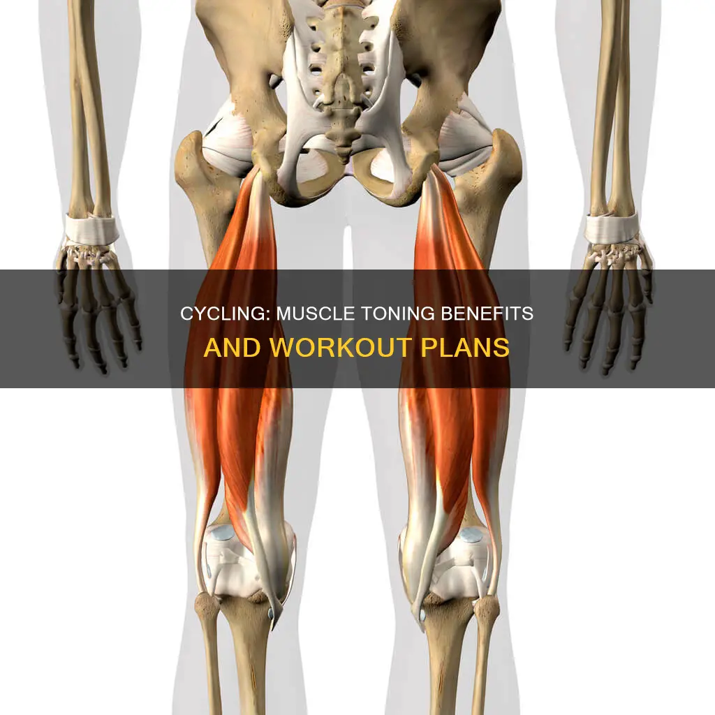 Cycling: Muscle Toning Benefits And Workout Plans | CyVigor