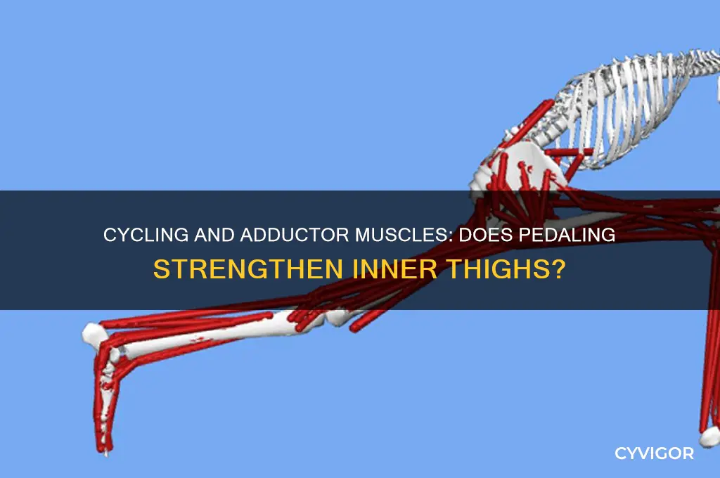 Cycling And Adductor Muscles: Does Pedaling Strengthen Inner Thighs ...