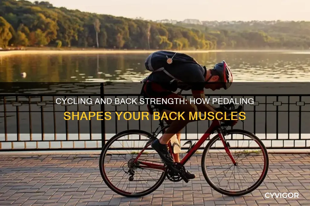 Cycling And Back Strength: How Pedaling Shapes Your Back Muscles | CyVigor