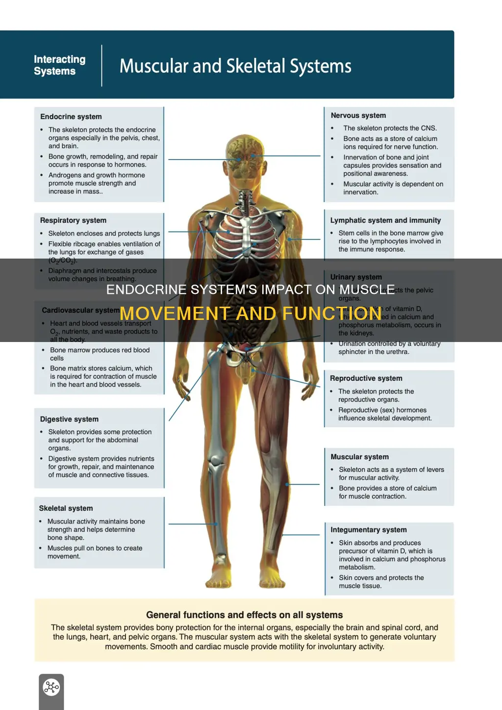 Endocrine System's Impact On Muscle Movement And Function | CyVigor