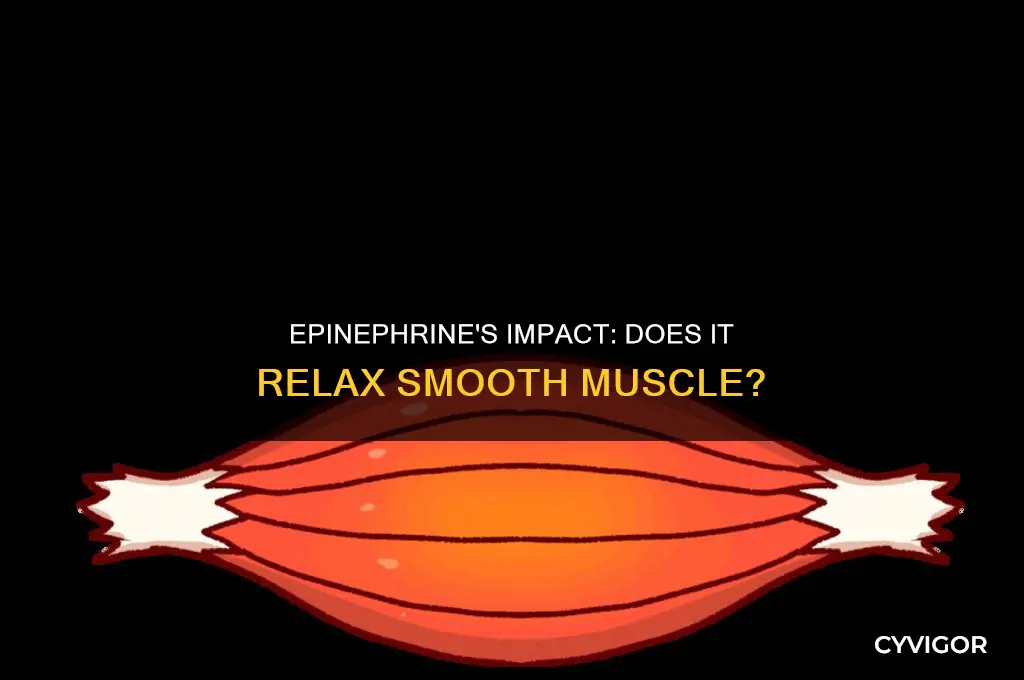 Epinephrine's Impact: Does It Relax Smooth Muscle? | CyVigor