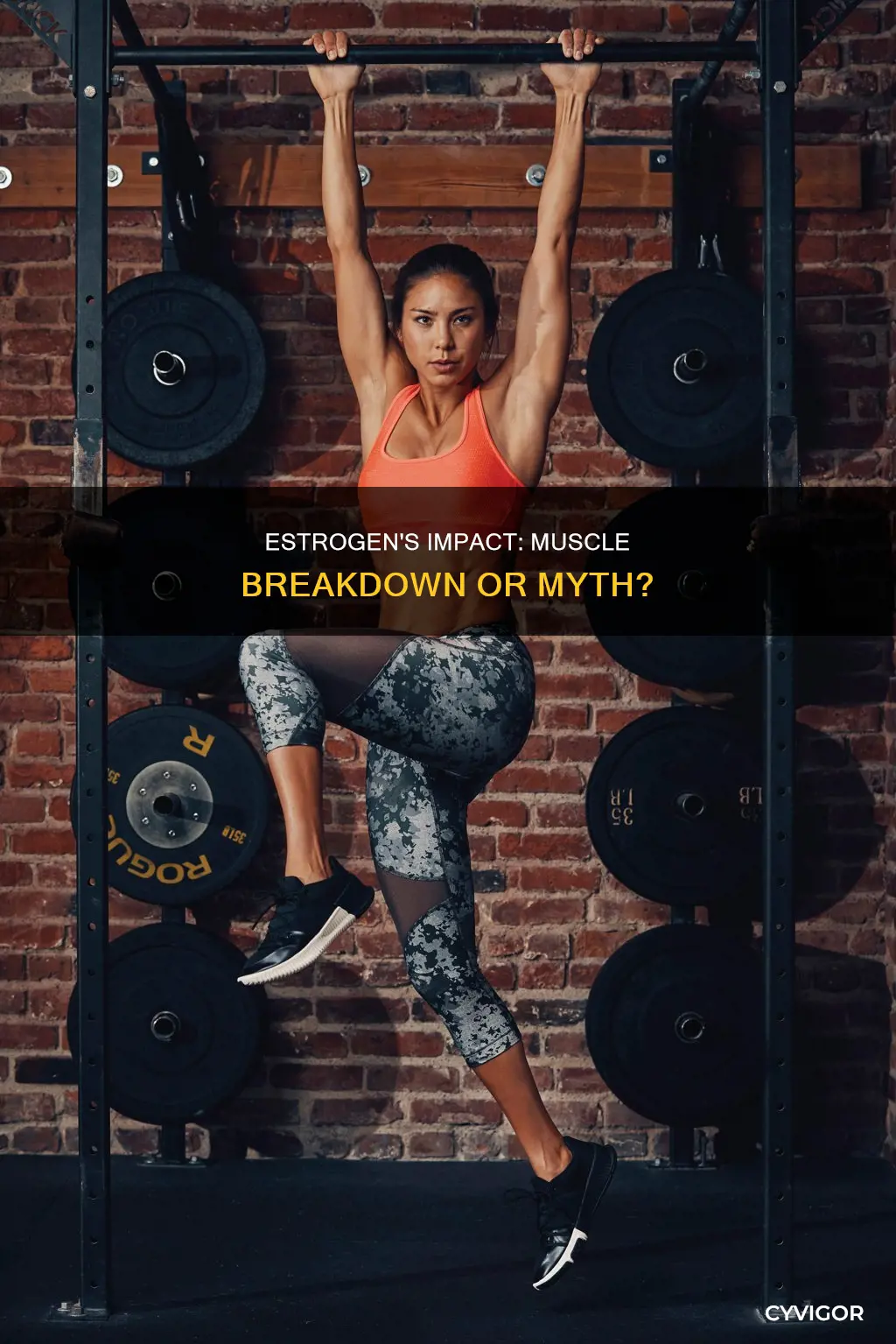 Estrogen's Impact: Muscle Breakdown Or Myth? | CyVigor