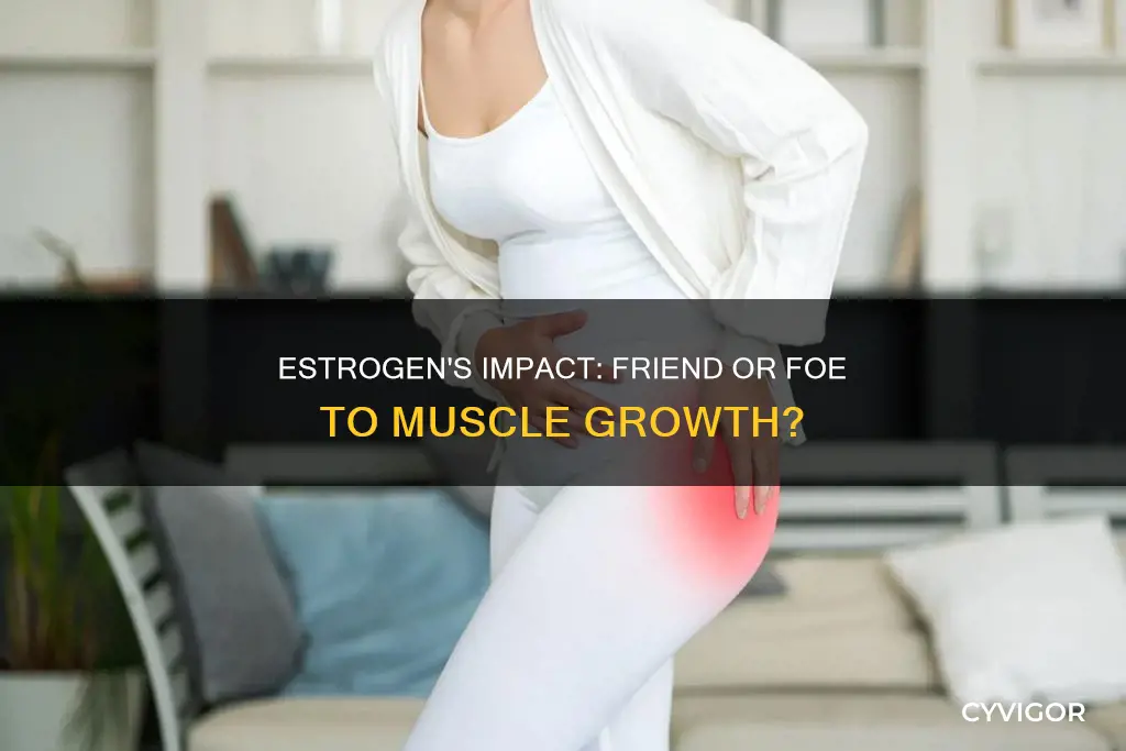 Estrogen's Impact: Friend Or Foe To Muscle Growth? | CyVigor