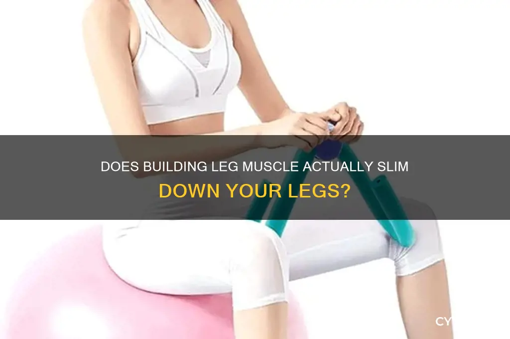 Does Building Leg Muscle Actually Slim Down Your Legs? | CyVigor