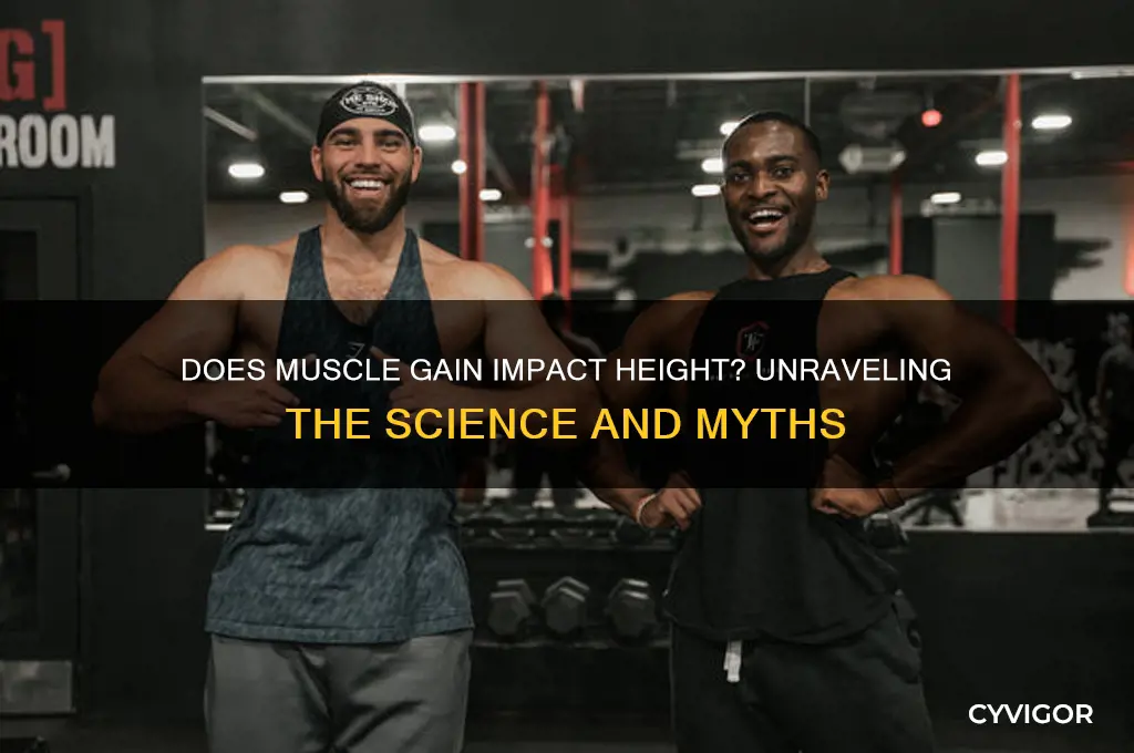 Does Muscle Gain Impact Height? Unraveling The Science And Myths | CyVigor