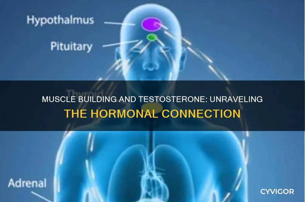 Muscle Building And Testosterone: Unraveling The Hormonal Connection ...