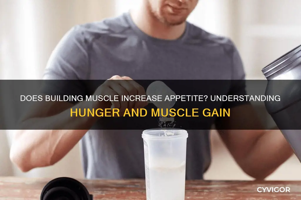 Does Building Muscle Increase Appetite? Understanding Hunger And Muscle ...