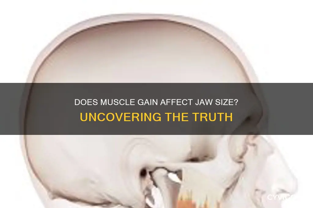 Does Muscle Gain Affect Jaw Size? Uncovering The Truth | CyVigor