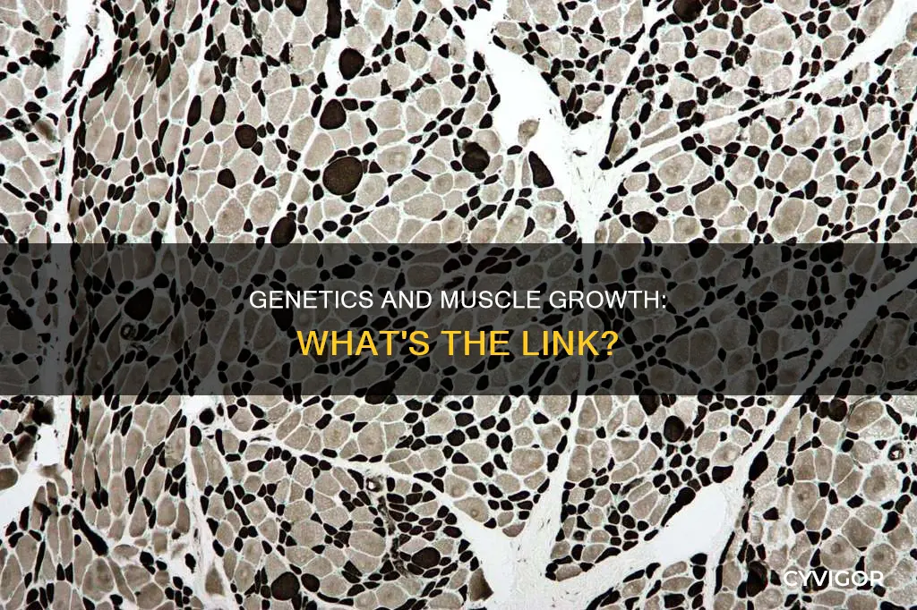 Genetics And Muscle Growth: What's The Link? | CyVigor
